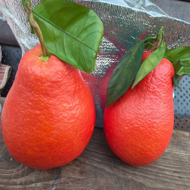 Siamese red grapefruit tree seedlings potted ruby grafting grapefruit ...