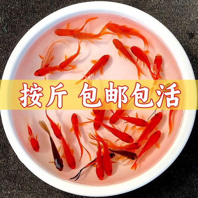 Press Jin [Jin is equal to 0.5 kg] Caojin Freshwater is easy to ...