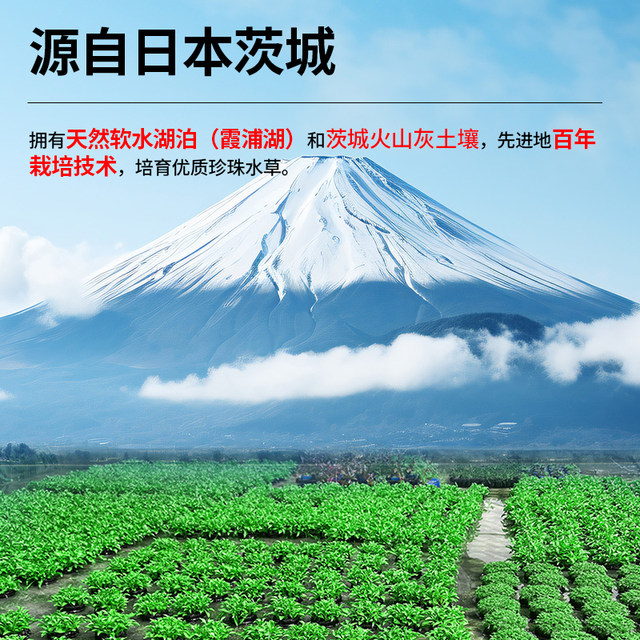 Climbing the ground, pearl aquatic plants, Japanese lying on the ground ...