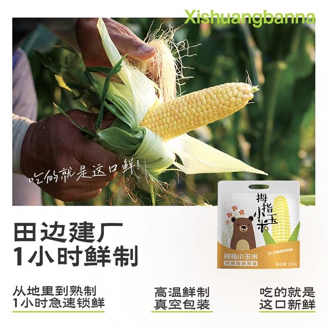 Fresh Xishuangbanna thumb corn, sweet and waxy baby corn