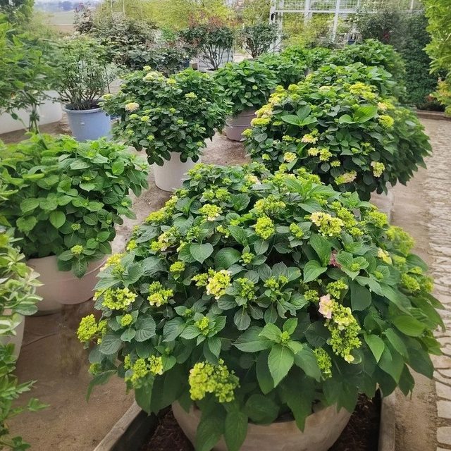 Internet celebrity villa garden plant hydrangea seedlings balcony ...