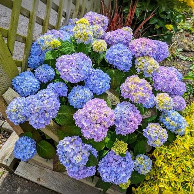 Internet celebrity villa garden plant hydrangea seedlings balcony ...