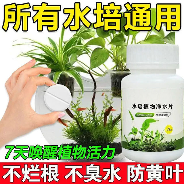 Lotus lotus water purification tablets for germination, water lily ...