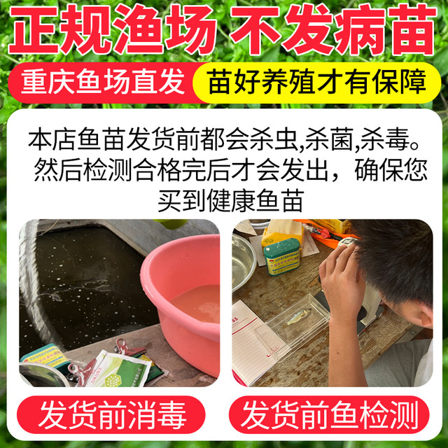 Carp fry, authentic Jian carp, red tail, Xingguo red carp, no armor ...