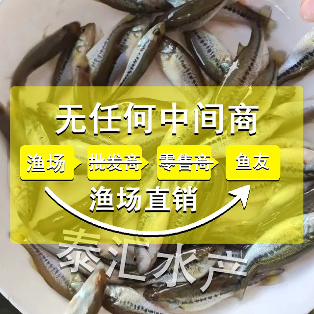 Bass fry freshwater cultured California bass fry extra large cold water ...
