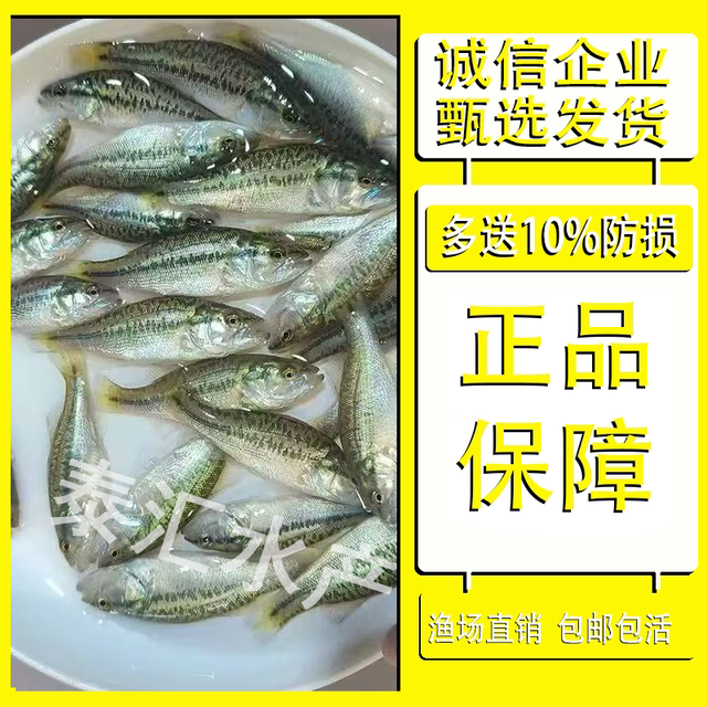 Bass fry freshwater cultured California bass fry extra large cold water ...