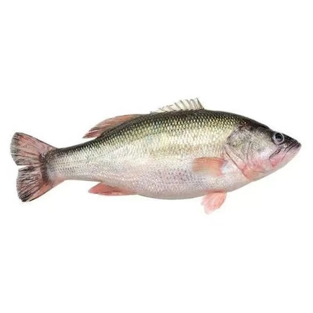 Bass fry freshwater cultured California bass fry extra large cold water ...