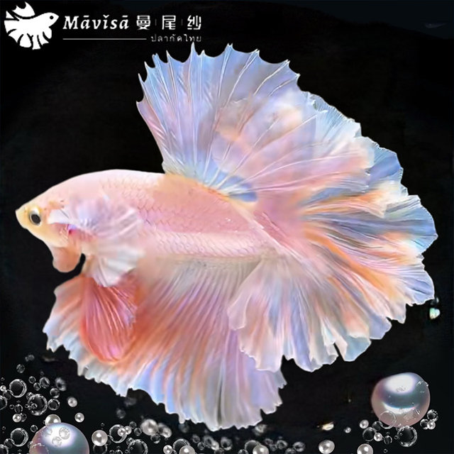 Mantail yarn Thai beef fish ornamental fry small pets easy to maintain ...