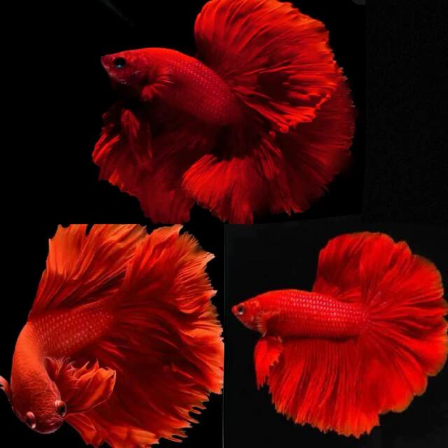 Mantail yarn Thai beef fish ornamental fry small pets easy to maintain ...