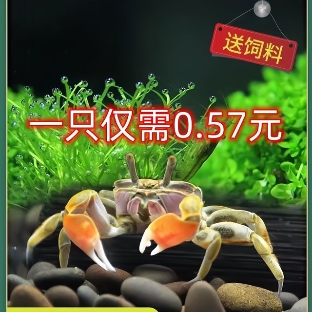 Mini Chili Crab Fish Tank Ornamental Pet Small Crabs Good for Domestic ...