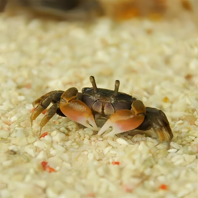 Mini Chili Crab Fish Tank Ornamental Pet Small Crabs Good for Domestic ...