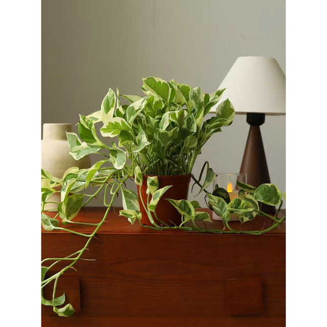 Platinum Gehua Flower Leaf Green Snowy Snowy Gevang Guanye's indoor desktop hydroponic ...