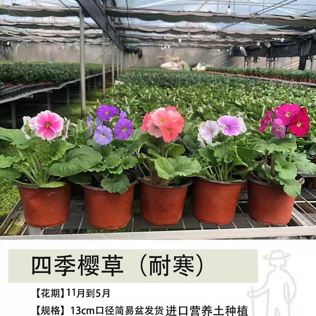 Cold -resistant flowers Four Seasons Sakura Paste Plants with Buds Bud ...