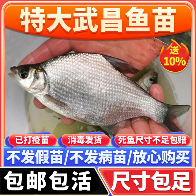 Extra large Wuchang fry bream fry freshwater culture edible flat fish ...