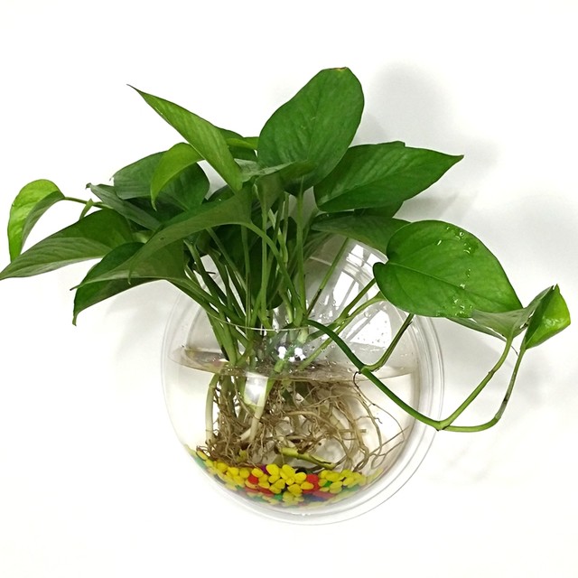 Acrylic Wall Hydroponic Green Loopen Pot Basin Wall -Mount Fish Wall ...