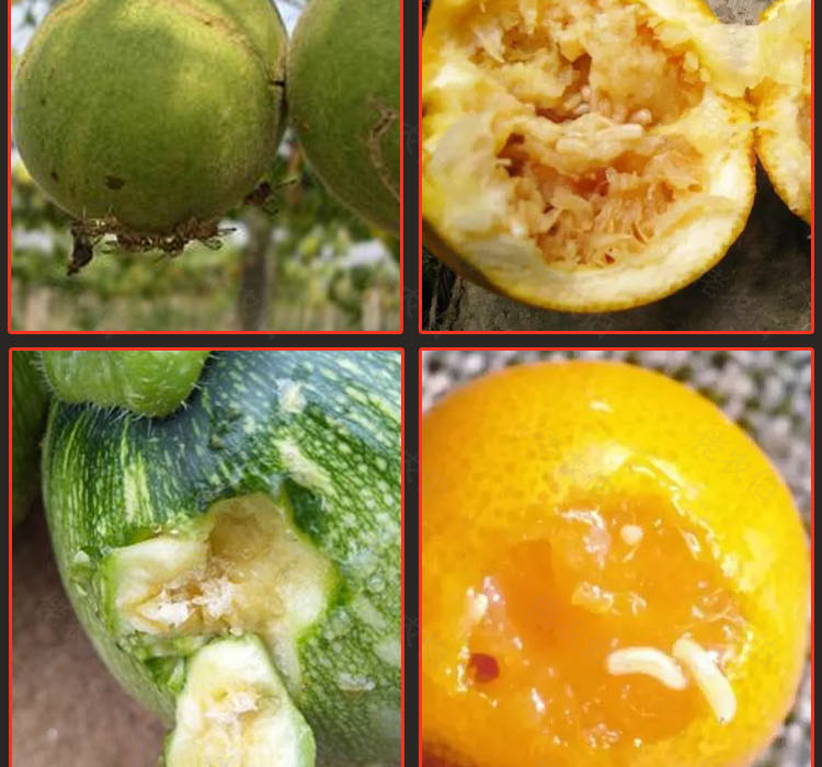 Sticky Insect Ball with Fruit Fly Lure - Double-Sided Yellow Board ...