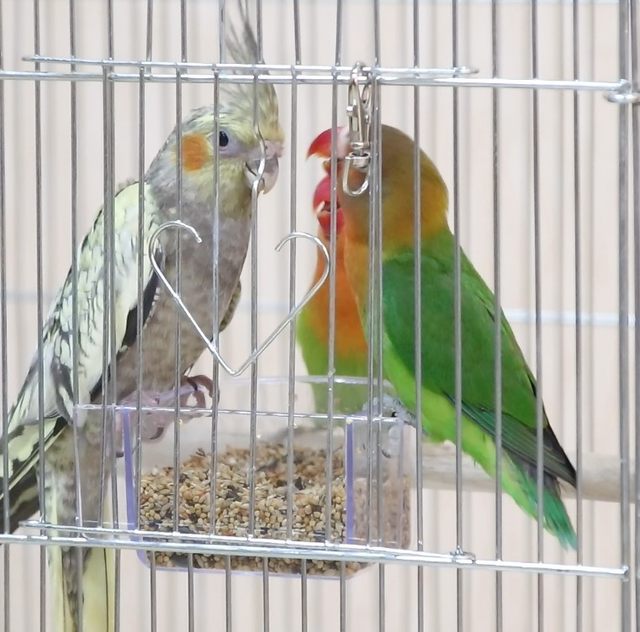 Bird cage lock, parrot cage safety door lock, parrot anti-escape cage ...