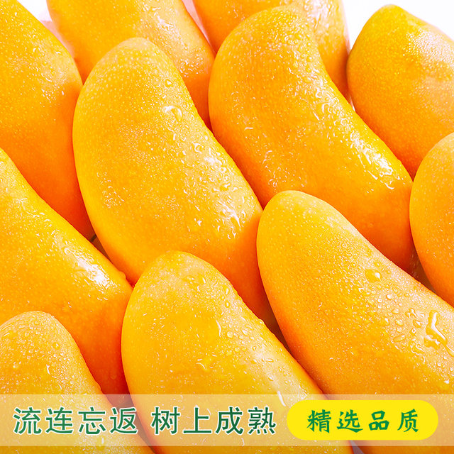 Hainan Jinhuang Mang 10Jin [Jin equals 0.5 kg] fresh mango fruits are ...