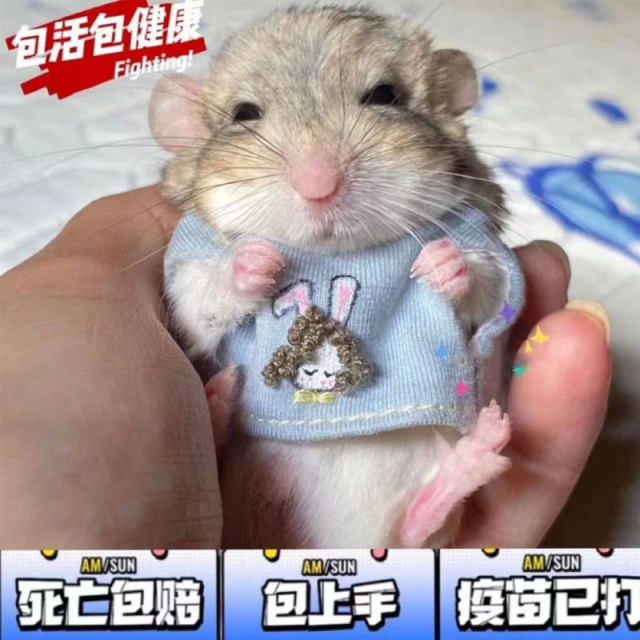 Internet celebrity pink pink pink pink pets to send cubs, cubs, North ...