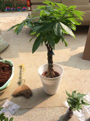 Money tree potted large living room evergreen combination green plants ...