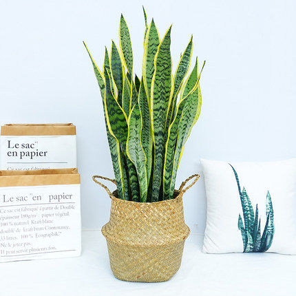 Phnom Penh Tiger Pilan potted flowers, fleshy hydroponic plant green ...