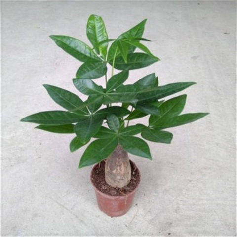 Money tree potted large living room evergreen combination green plants ...