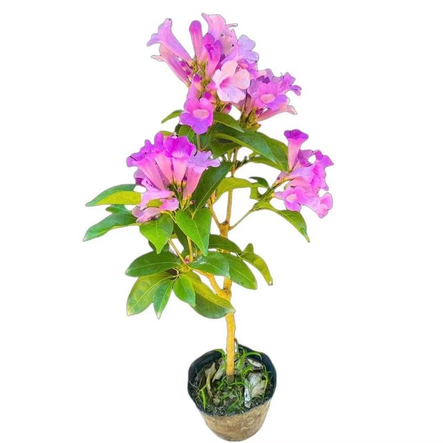 Timber -climbing plant garlic vine flower seedlings purple bell rattan ...