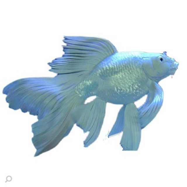 Taiwan butterfly carp live white gold cold water ornamental fish ...