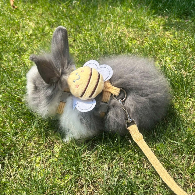 Rabbit traction rope for rabbit walking rabbit special anti-breaking ...