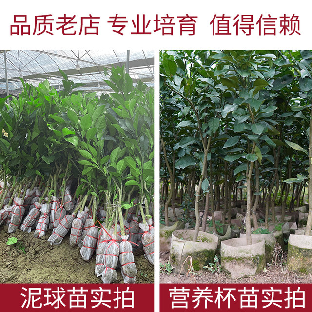 Guangxi Shatian grapefruit tree seedlings grafted three red heart honey ...