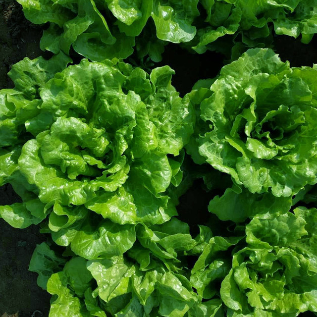 Italian lettuce seeds spring, summer, autumn and winter, balcony potted ...