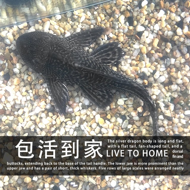 Scavenger fish tank cleaner fish ornamental tropical freshwater cold ...