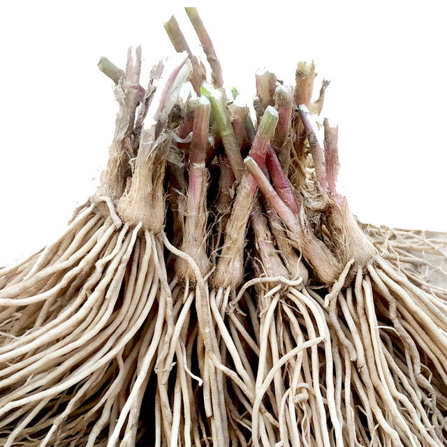 New leek root seedlings, freshly dug purple roots, four-season balcony ...