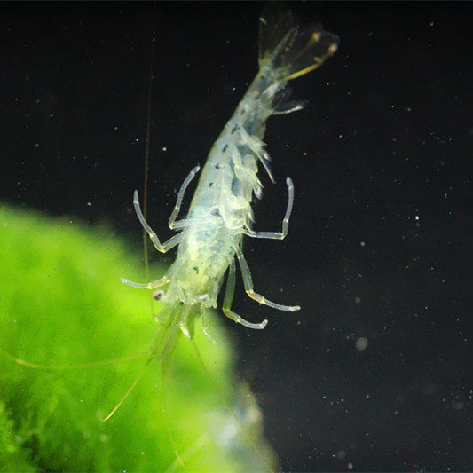 Black -shell shrimp, cold water, algae shrimp, shrimp pet shrimp clean ...