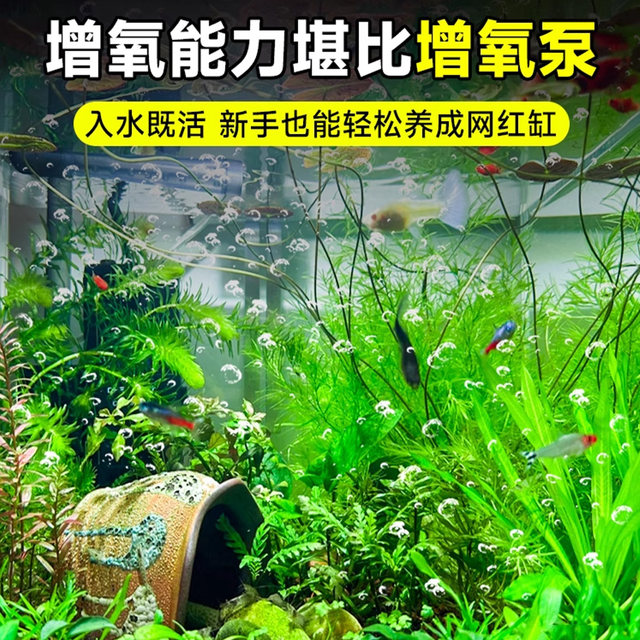 Oxygenating aquatic plants to create oxygen and purify water quality ...