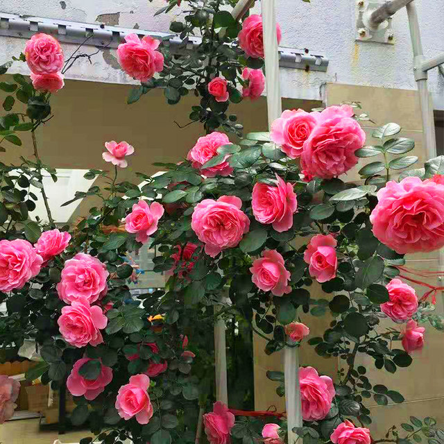 Rose seedlings vine rose big flower garden garden climbing wall ...
