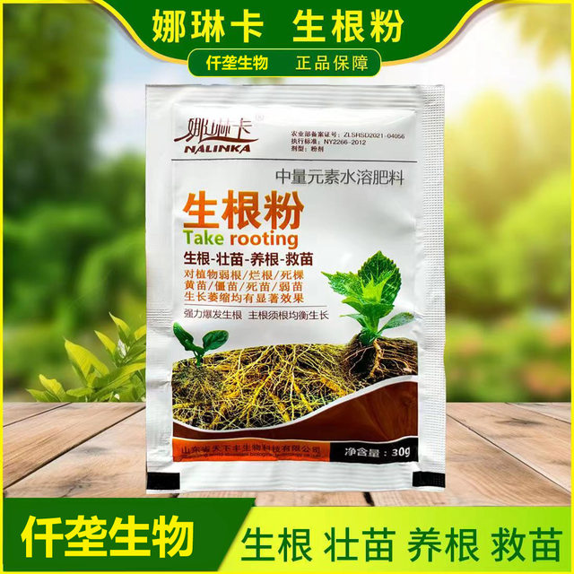 Powerful rooting powder for transplanting cuttings to quickly ...