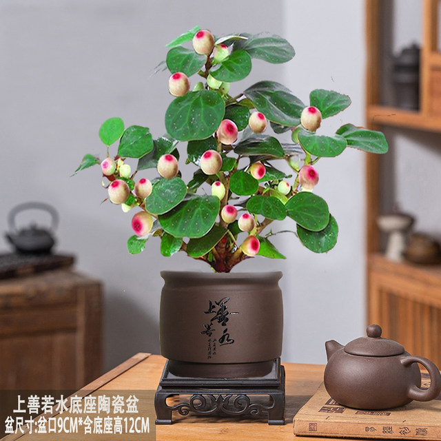 Xiaopan Bodhi Indoor Green Plant Flowers Bodhi Tree Chinese Zen Desktop ...