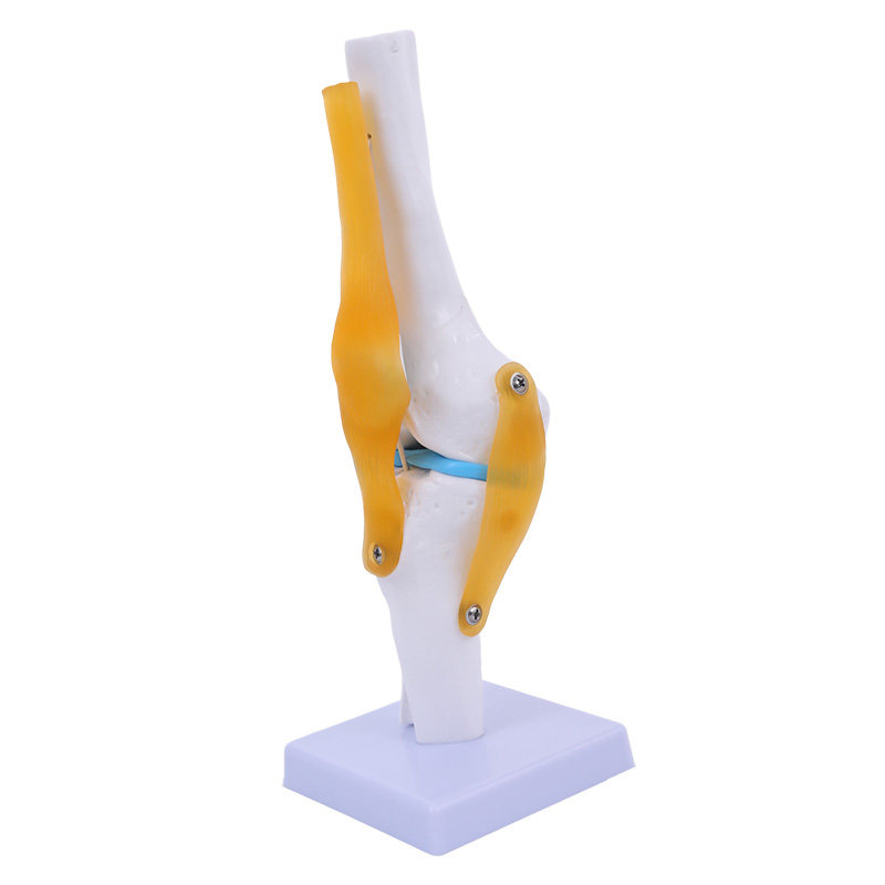 Human Knee Joint Function Model - Bone Joint Model, Kneecap Patella Model