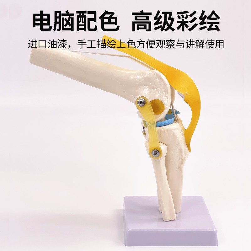 Human Knee Joint Function Model - Bone Joint Model, Kneecap Patella Model