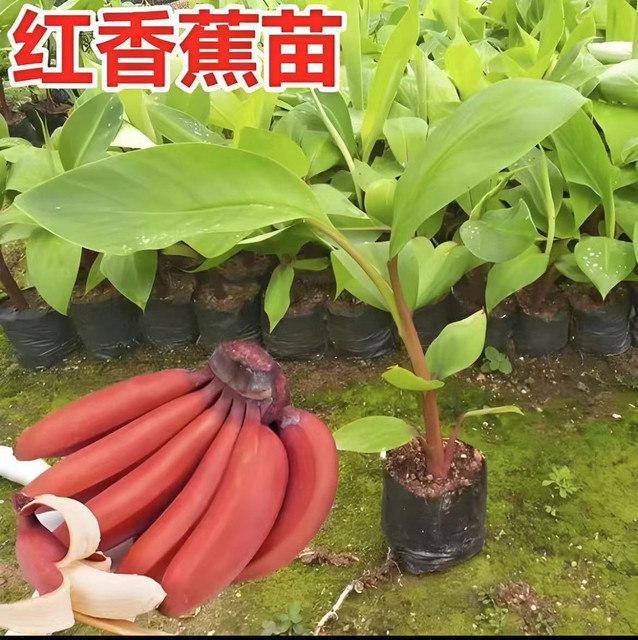 Banana seedling powder banana seedling emperor banana seedling red ...
