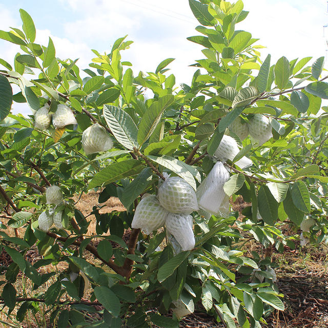 Guava tree fruit seedlings grafted Taiwan emperor four seasons guava ...