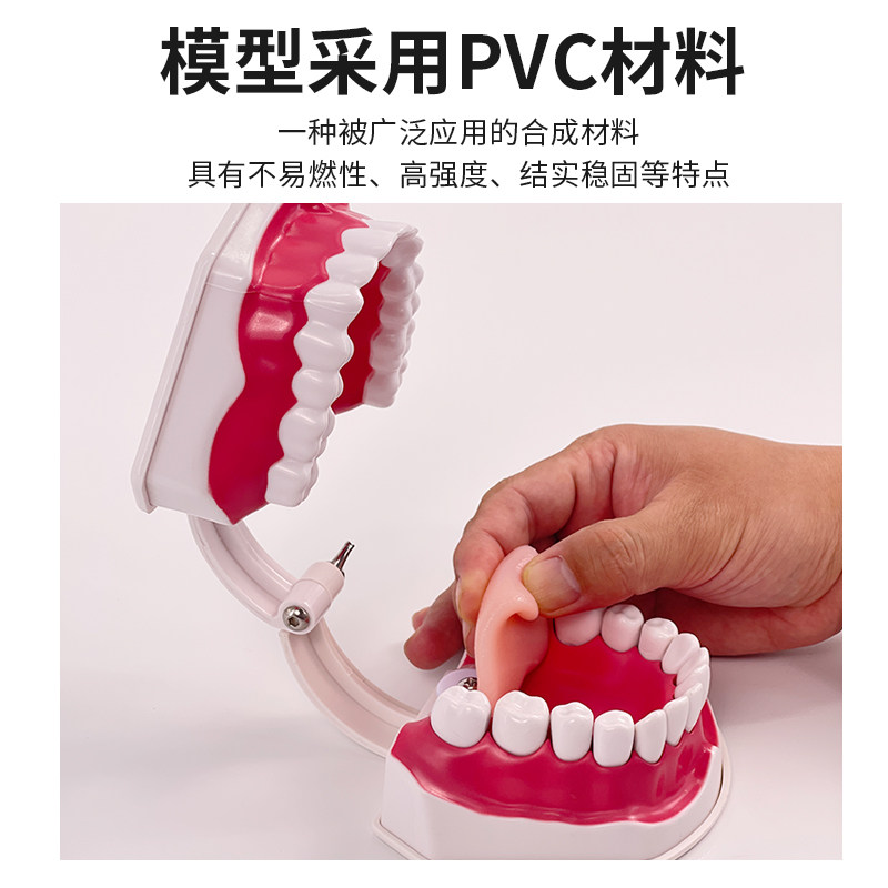 Advanced Large Human Oral Cavity Tooth Model, 6X Scale Tooth Structure