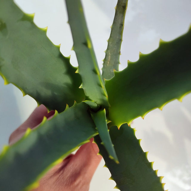 Wooden aloe vera potted dragon claw chrysanthemum edible medicinal ...