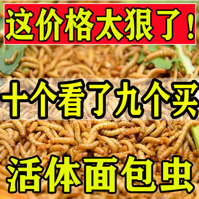 Mealworm Live Mealworm Live Parrot Fish Turtle Golden Dragon Fish ...