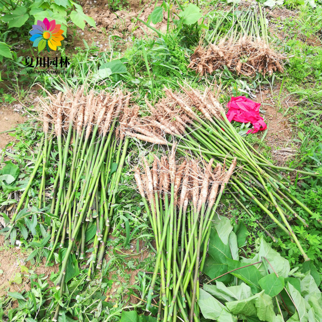Qingtong saplings Chinese sycamore saplings courtyard greening ...