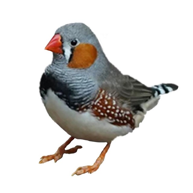 Pearl bird pet bird gray white bird colorful bird gray pearl living ...