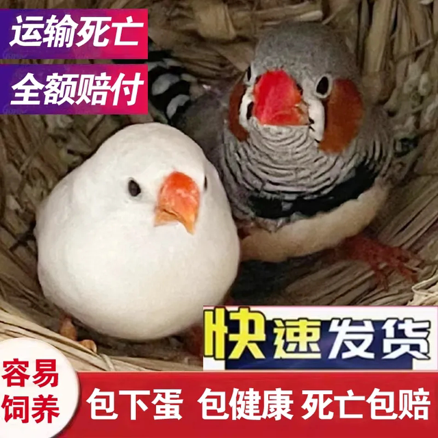 Pearl Bird Pet Live Gray and White Munia Colorful Munia Gray and White ...