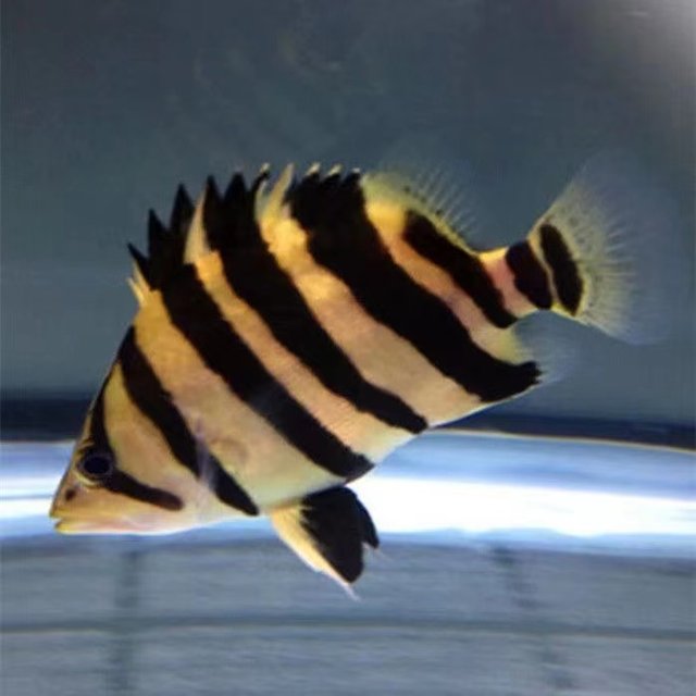 Tiger fish live fry tropical ornamental fish Sumatra tiger Indonesia ...