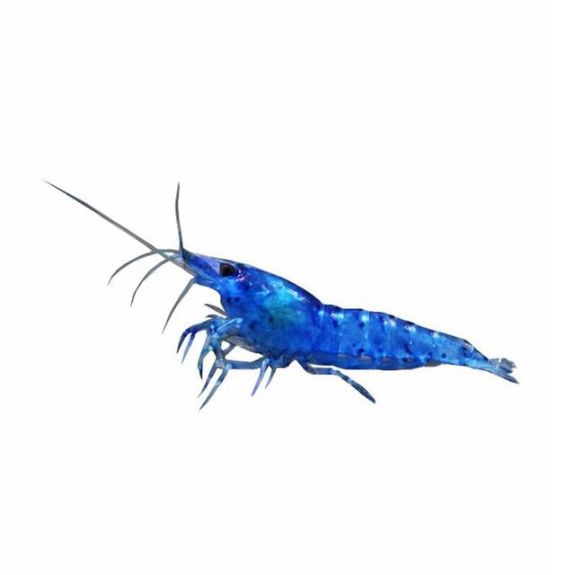 Colorful ornamental shrimp Fanshui live pet shrimp, algae shrimp ...